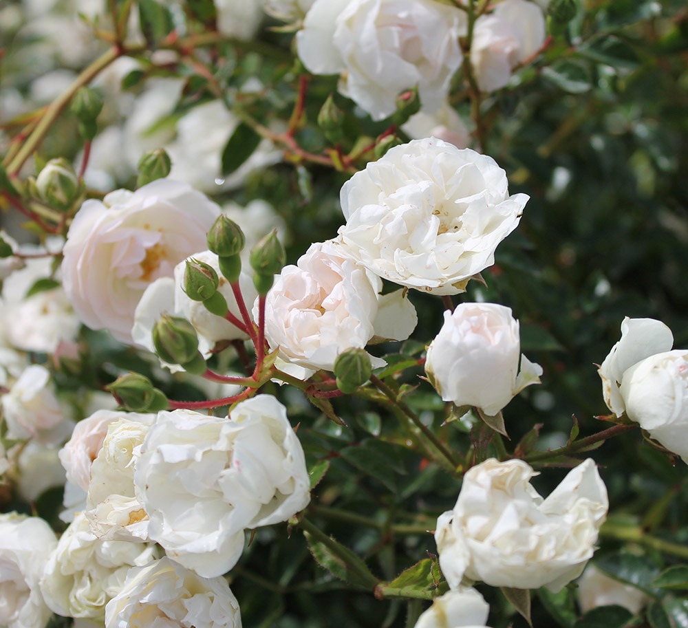 Innovative Ideen für Ihren Garten in Hamburg